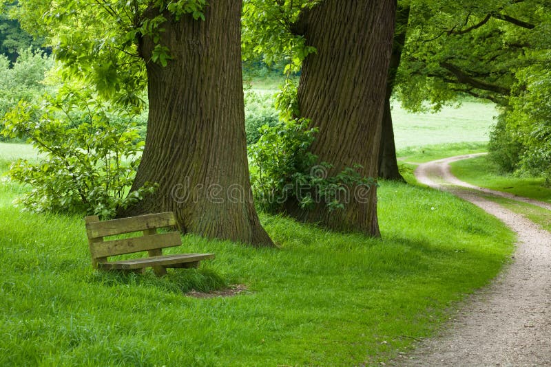 Footpath in Forest stock photo. Image of foliage, forest - 9324114