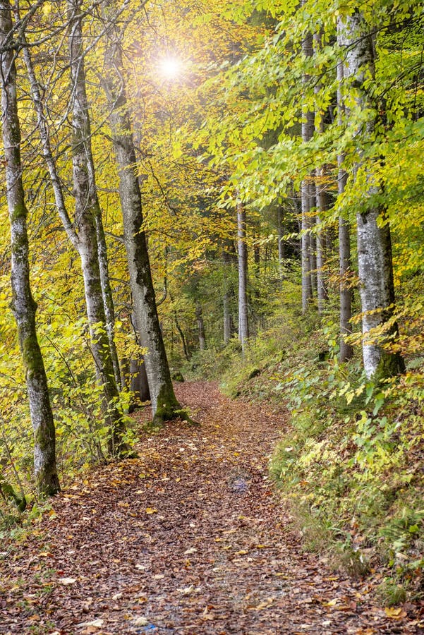 Footpath through Forest at Autumn Stock Photo - Image of land, natural ...