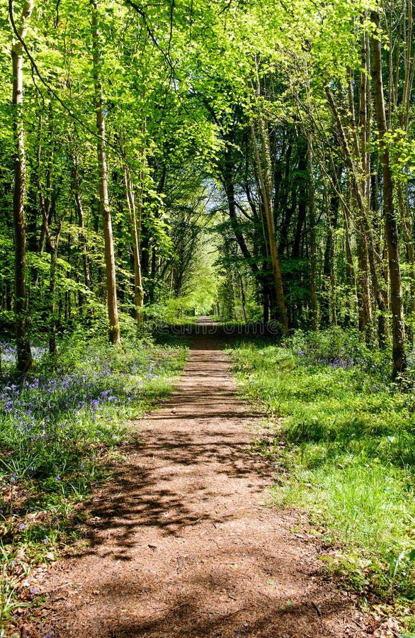 Footpath in the forest stock image. Image of country - 19796015