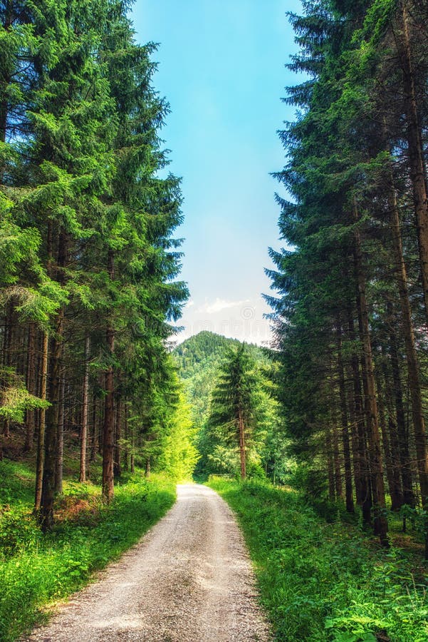 Footpath in the Forest on Both Sides Tree Lined Stock Image - Image of ...