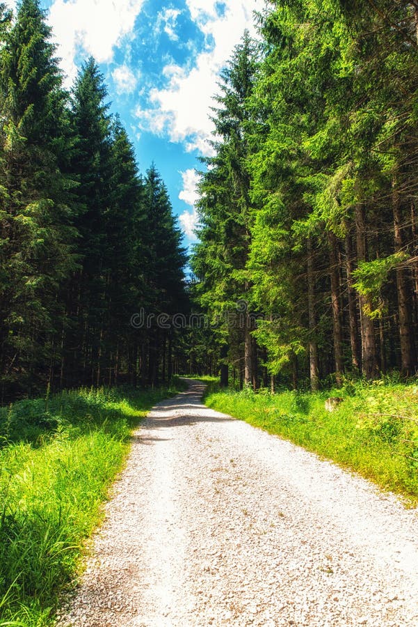 Footpath in the Forest on Both Sides Tree Lined Stock Photo - Image of ...