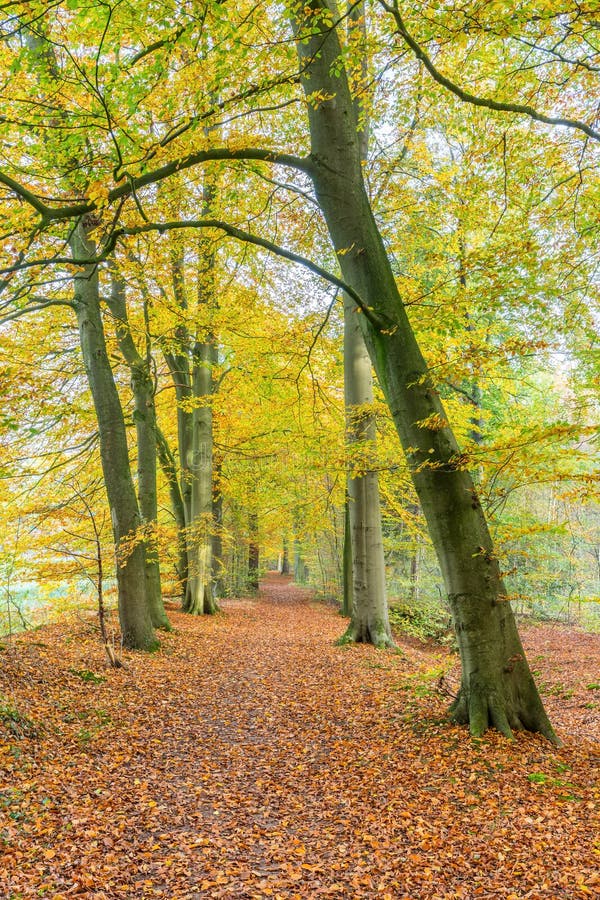 Footpath in Forest Covered with Fallen Leaves in Fall Stock Photo ...