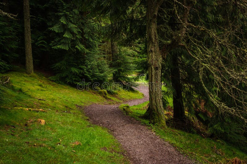 Footpath in the forest stock image. Image of hiker, autumn - 52092015