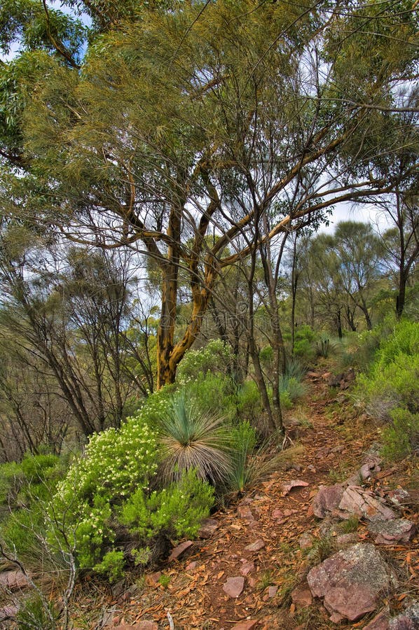 Footpath Forest Eucalyptus Grass Trees Flinders Ranges South Australia ...