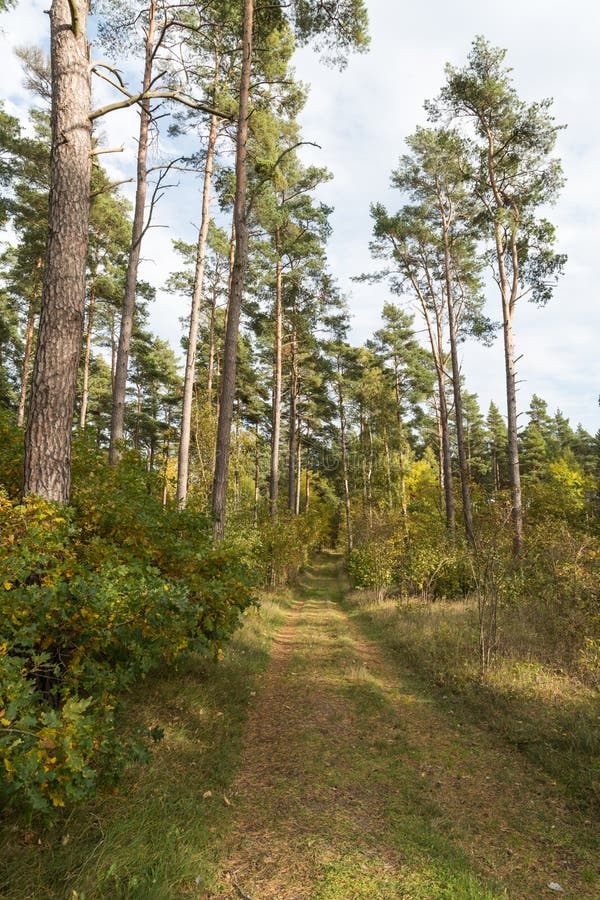 Footpath in the Forest by Fall Season Stock Photo - Image of growth ...