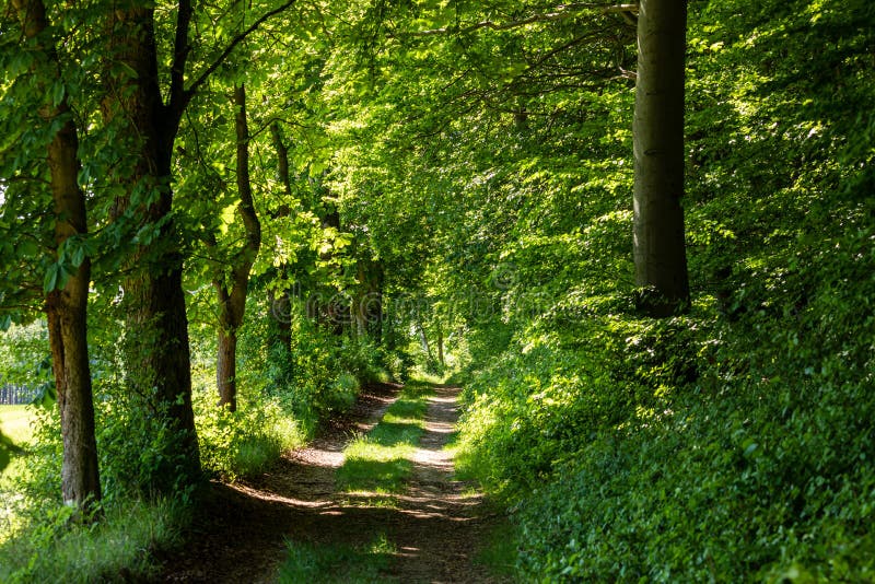 Footpath in the forest stock image. Image of road, alley - 183880899