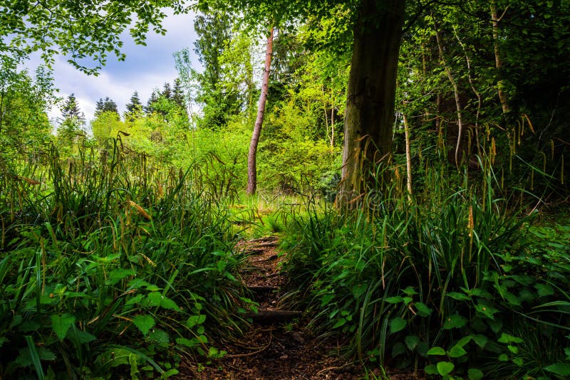 Footpath in a Forest - Horizontal Stock Photo - Image of shade ...