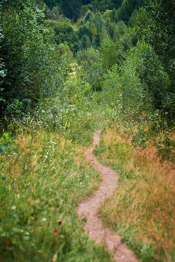 Footpath in the forest stock image. Image of calm, footpath - 45420473