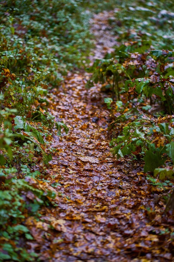 Footpath through forest stock image. Image of park, scenery - 203566269
