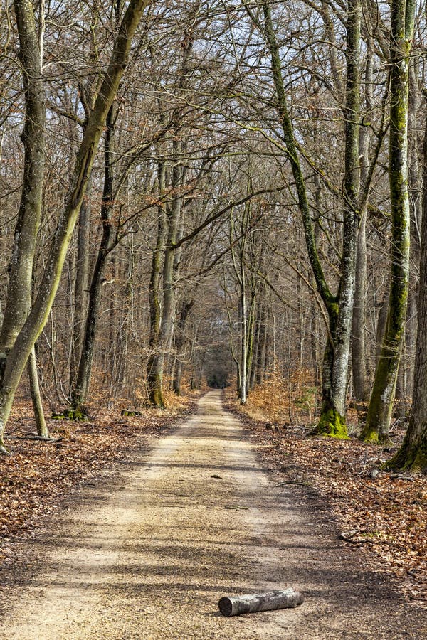 Footpath in a Forest stock photo. Image of outdoors, earth - 31335152
