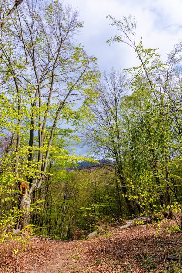 Footpath through Forest in Spring Stock Photo - Image of leaves ...