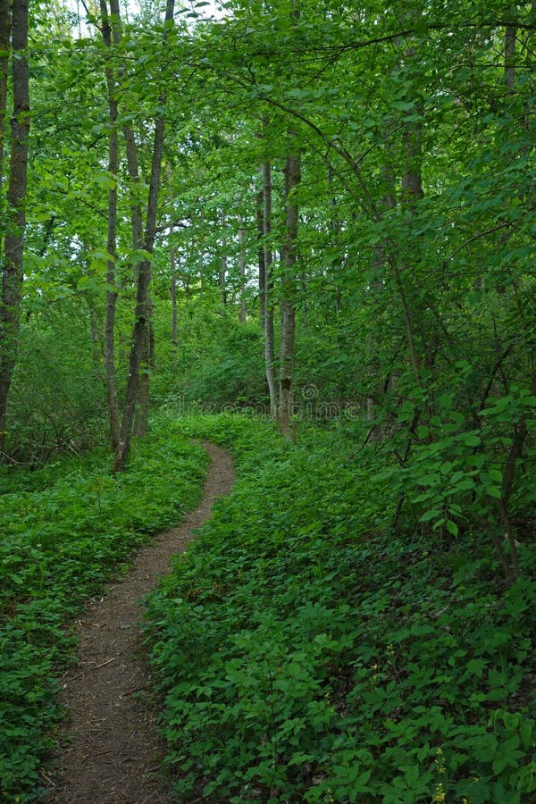 Footpath through Forest in Springtime Stock Photo - Image of stem, tree ...