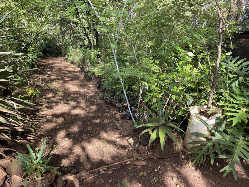 Footpath in a forest editorial photography. Image of museum - 216494867