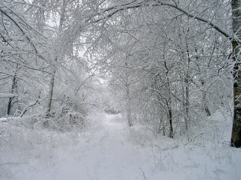 Walkway with Snow in a Forest Landscape in Winter Stock Image - Image ...
