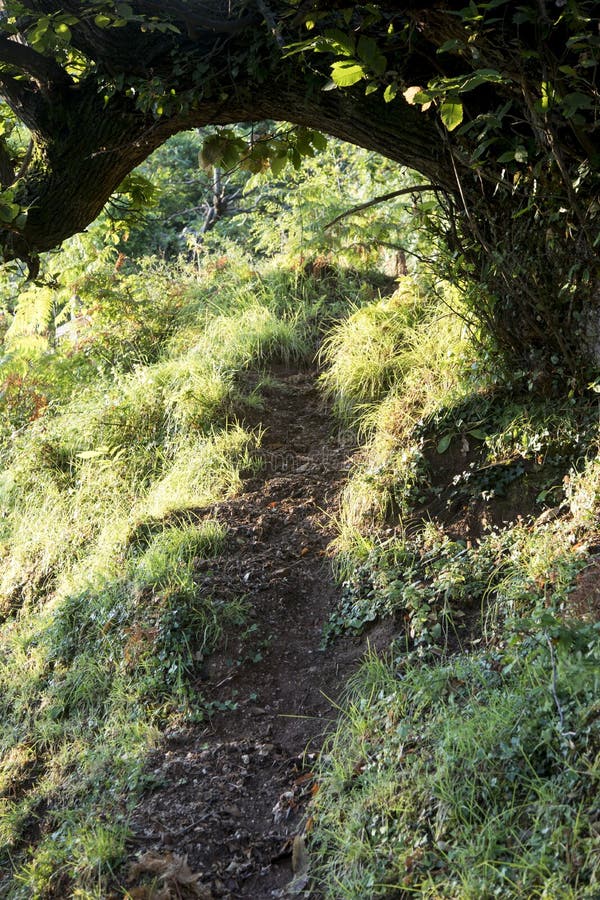 Looming Oak Tree stock image. Image of looming, blue - 49720365