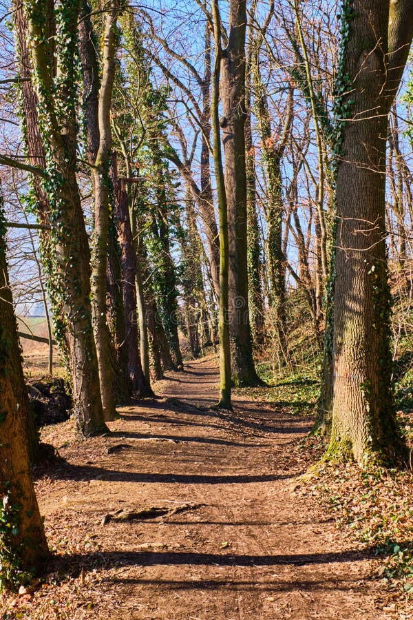 Footpath in Forest at the Edge of Prague Stock Image - Image of plant ...
