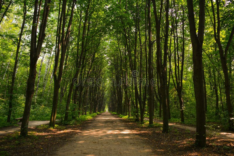 Footpath in forest stock image. Image of walk, forest - 74927125