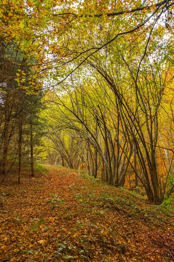 Footpath Going through the Woods Stock Image - Image of bright, foliage ...