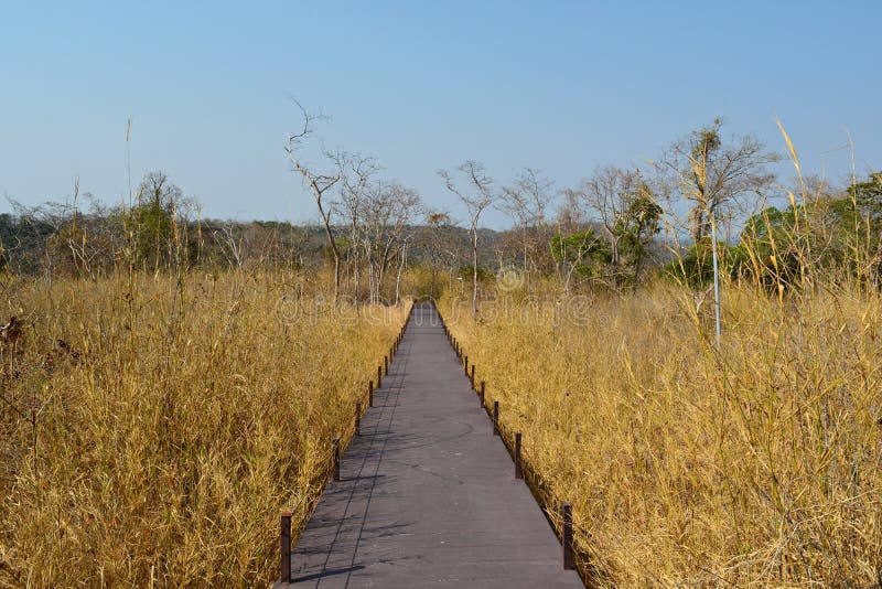 Footpath in the Grass Forest Stock Image - Image of forest, natural ...