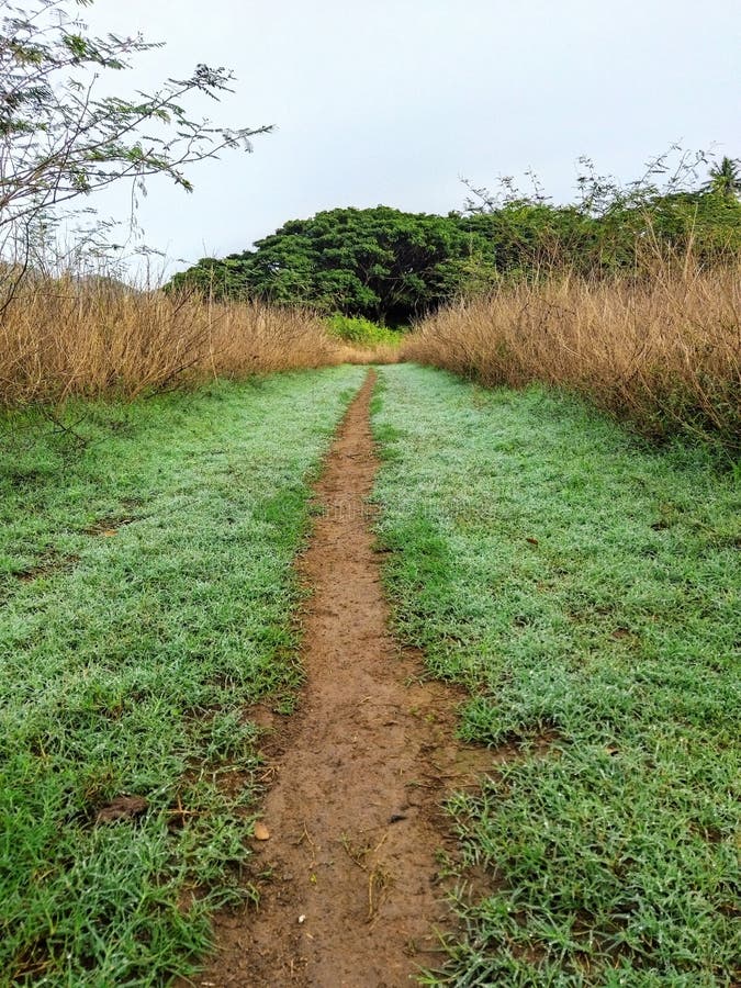 A Footpath with Grass Top View Stock Image - Image of flower, tree ...