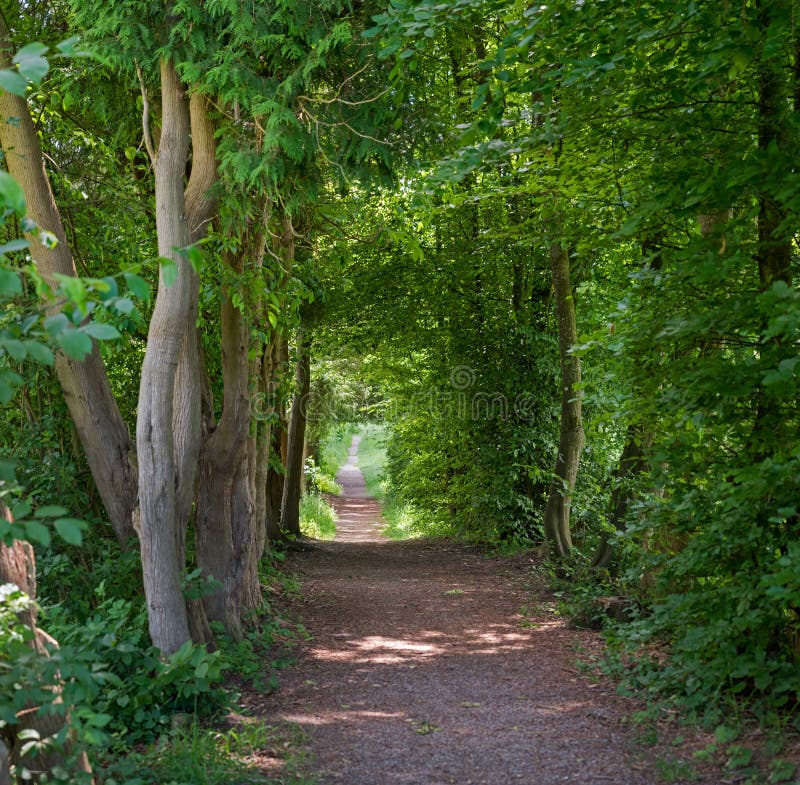 Footpath through Green Alley Stock Photo - Image of brown, path: 247368340