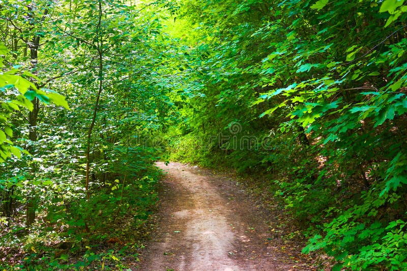 Footpath in the Green Forest. Forest Conservation Area. Natural Park ...