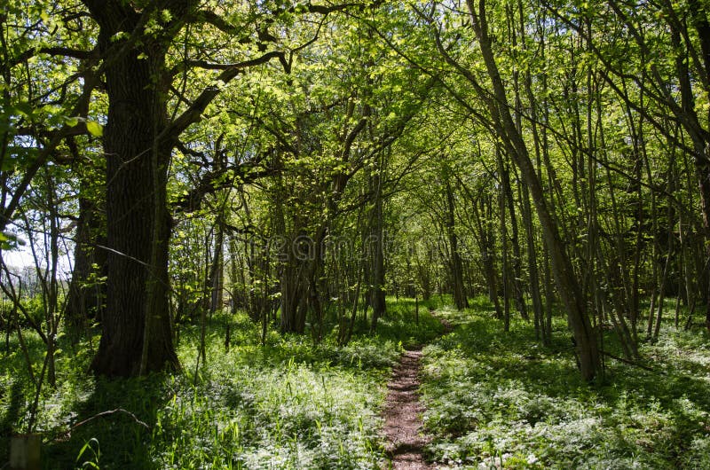 Footpath in a green forest stock image. Image of footpath - 54905729