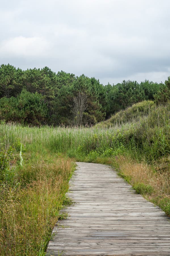 Green Walk stock photo. Image of nature, view, landscape - 101987320