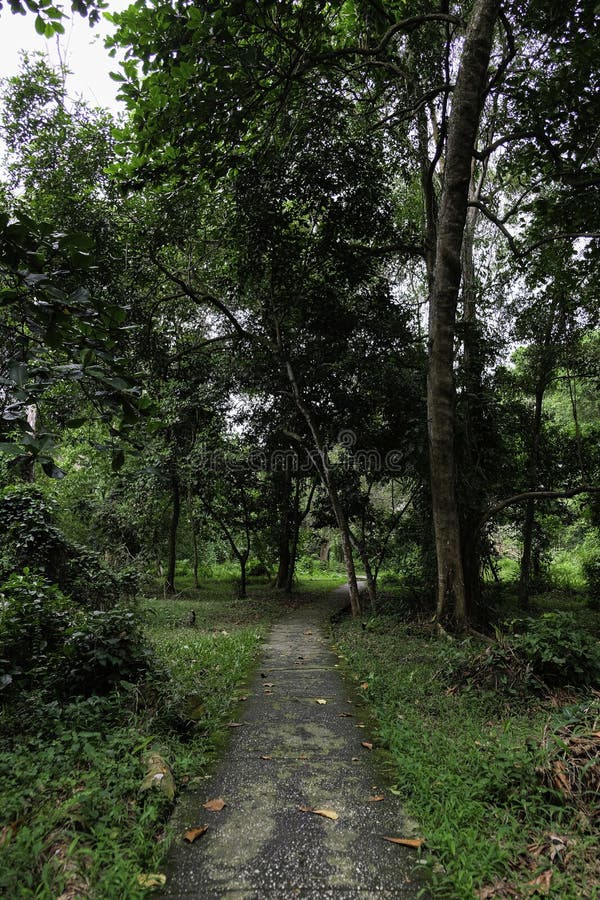 Footpath through the Greenery in Pekanbaru City Forest Stock Photo ...