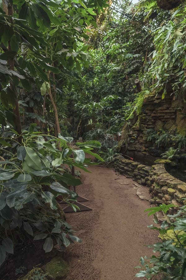 Footpath Inside Dense Tropical Garden Stock Photo - Image of tree ...
