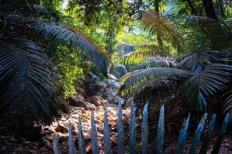 Footpath in the Jungle with Sunlight through Lush Foliage, Natural ...