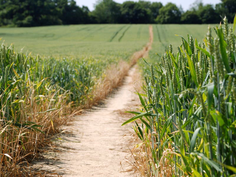 Footpath Leading through a Field of Wheat Stock Image - Image of ...