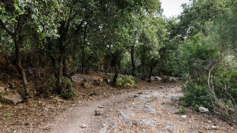 The Footpath Leading through the Hanita Forest in Northern Israel, in ...