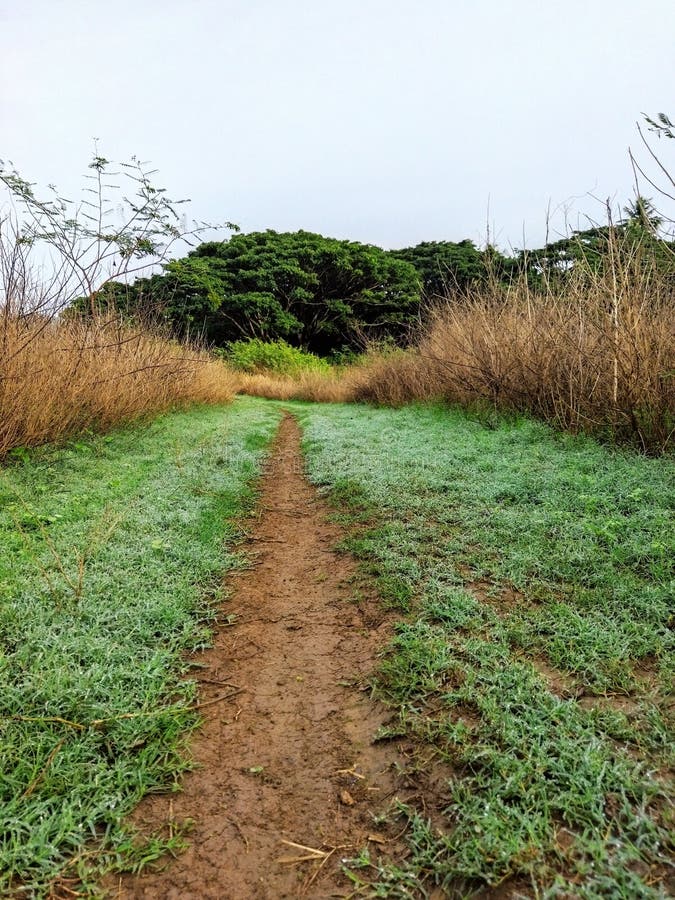 A Footpath with Light Grass Stock Photo - Image of footpath, garden ...