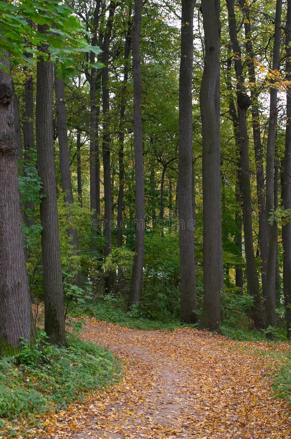 Footpath in a lime wood stock photo. Image of fall, path - 1550672