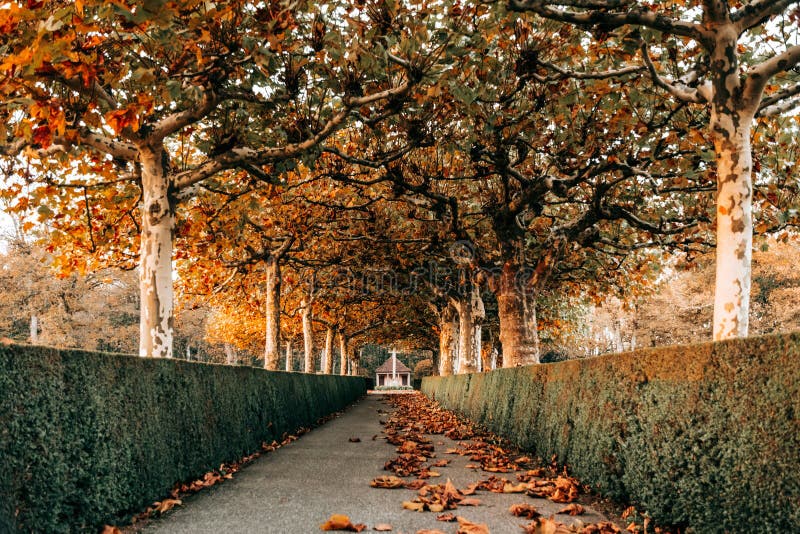 Footpath Lined with Autumn-colored Plane Trees and Precisely Trimmed ...