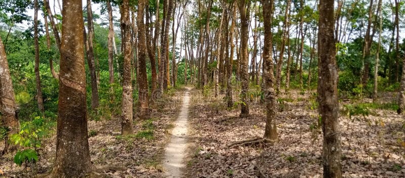 Footpath Middle Rubber Plantation Stock Photos - Free & Royalty-Free ...