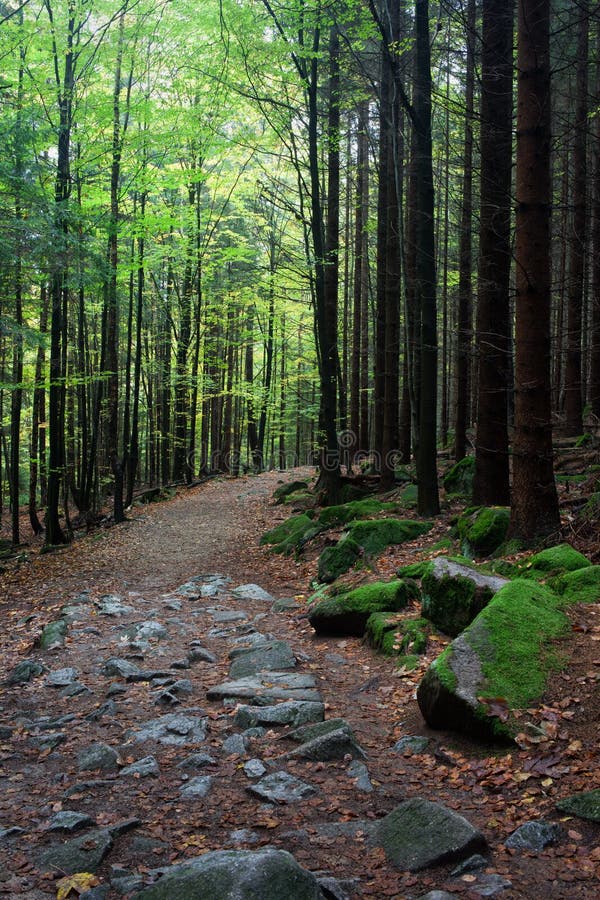 Footpath in Mountan Forest stock image. Image of trees - 62666299