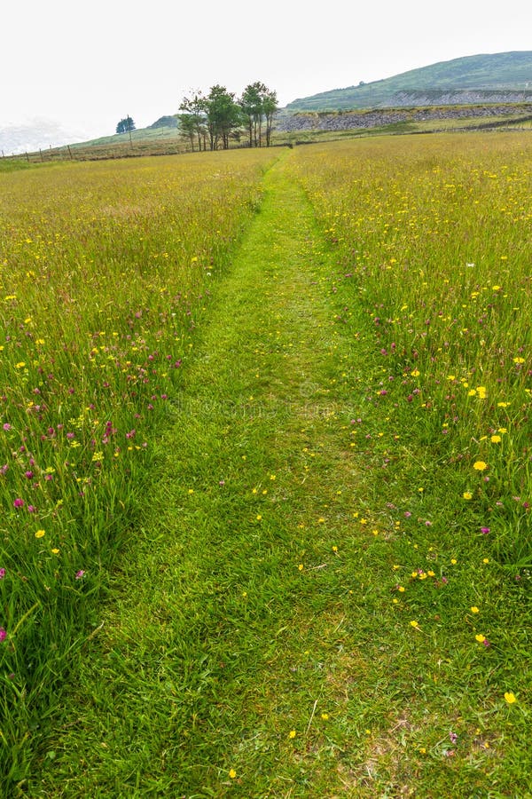 Footpath, Mown Across Meadow. Stock Image - Image of walk, pathway ...
