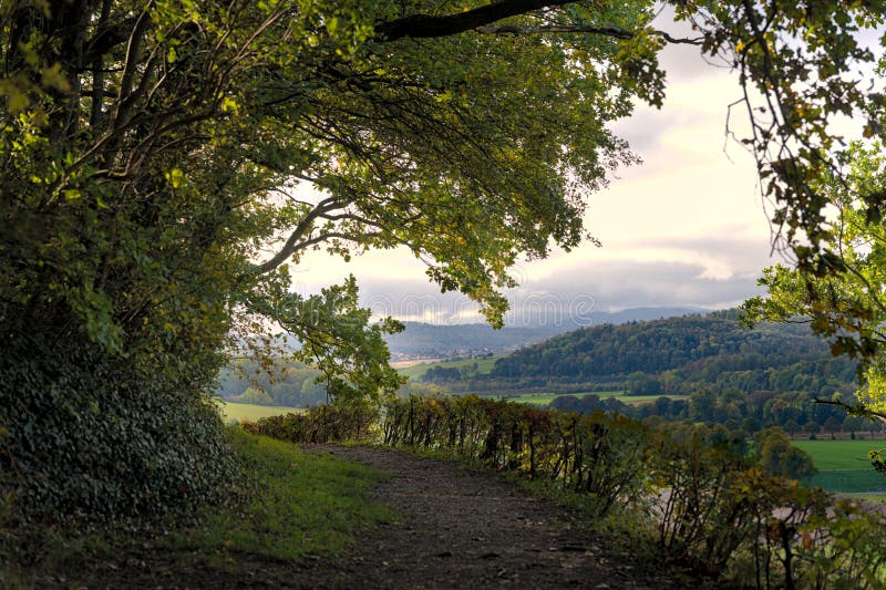 Footpath with Multicolored Foliage in a Forest in Autumn, with ...