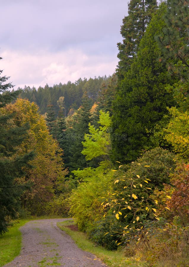 Footpath with Multicolored Foliage in a Forest in Autumn, with ...