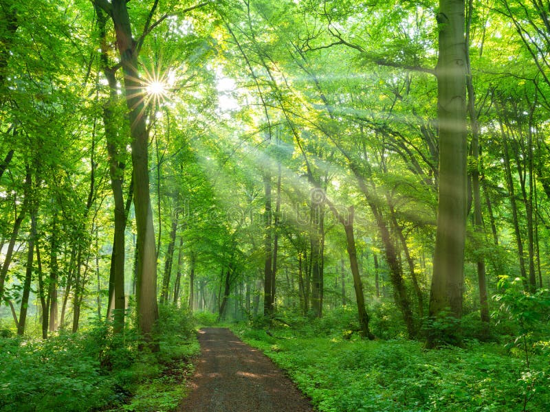 Footpath through Natural Forest of Beech Trees with Sunbeams through ...