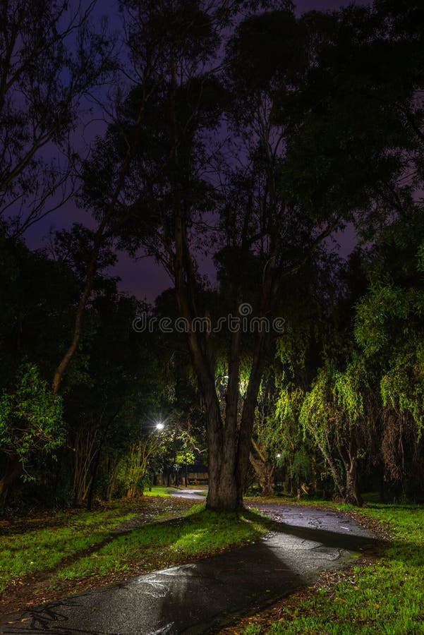 Lonely path in the dark stock photo. Image of lonely - 119065008