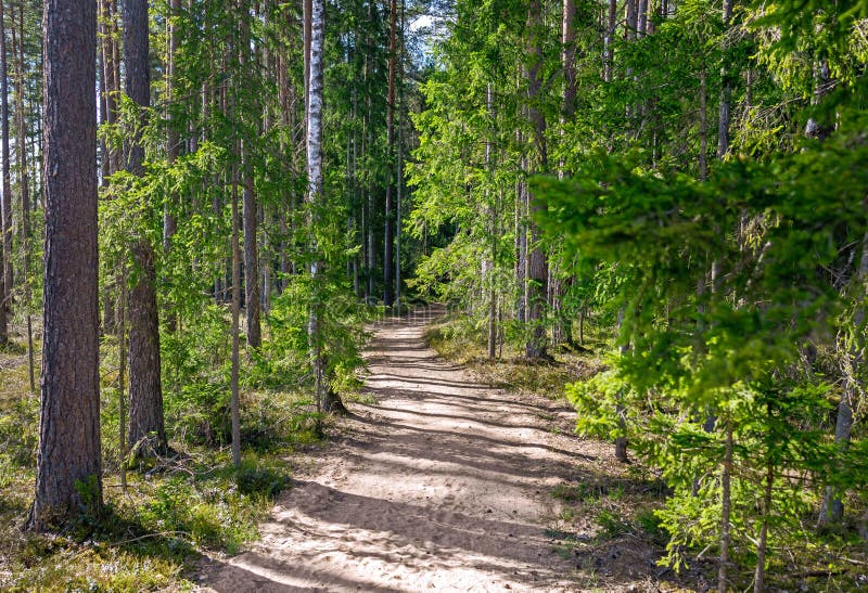 Overgrown Forest Trail with Dense Dried Trees and Branches Stock Photo ...