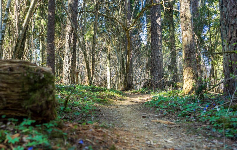 Overgrown Forest Trail with Dense Dried Trees and Branches Stock Photo ...