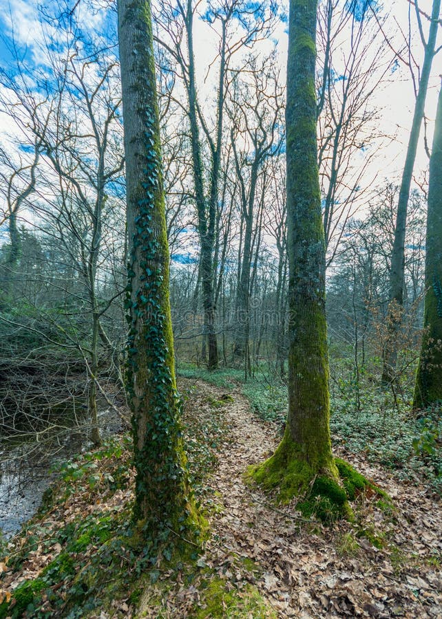 Footpath Outside in the Forest Stock Image - Image of fauna, clouds ...