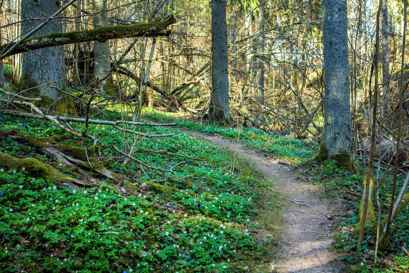 Overgrown Forest Trail with Dense Dried Trees and Branches Stock Photo ...