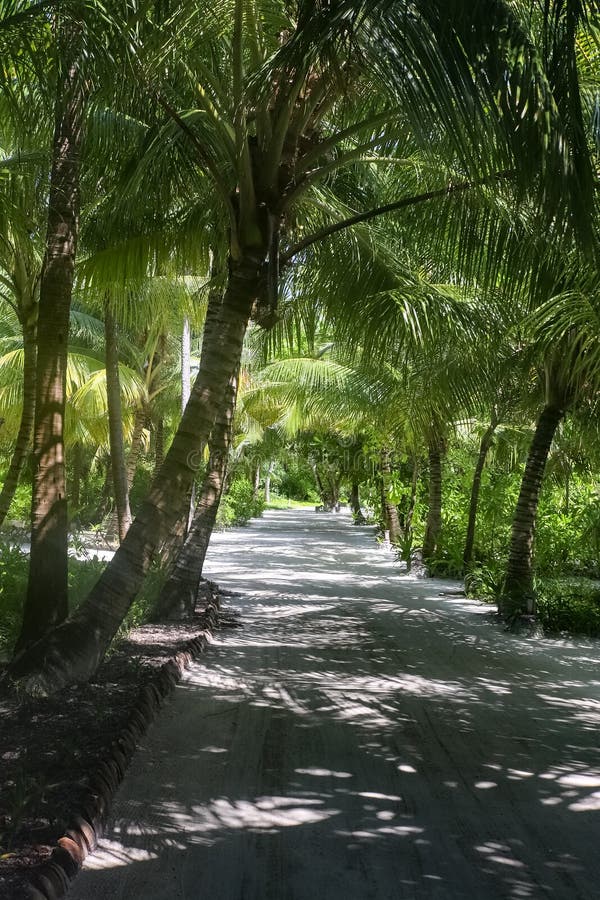 A Footpath Overgrown with Palm Trees on the Maldivian Islands Stock ...
