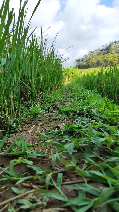 Footpath stock photo. Image of woodland, leaf, tree - 288282776