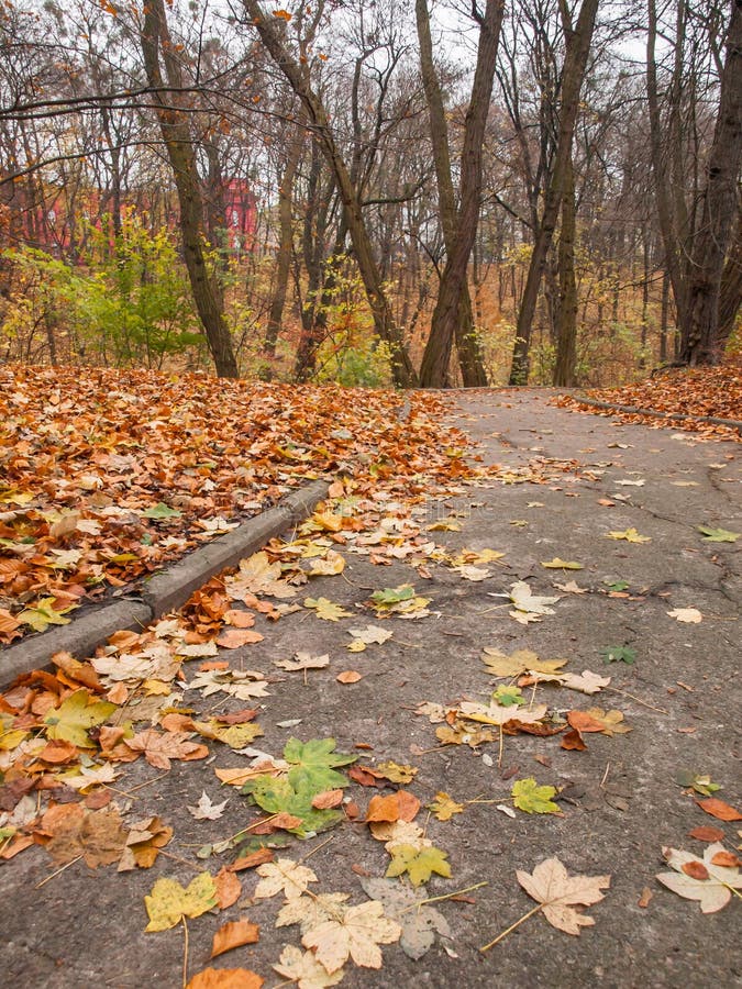Footpath in the Park in Autumn Stock Image - Image of orange, footpath ...